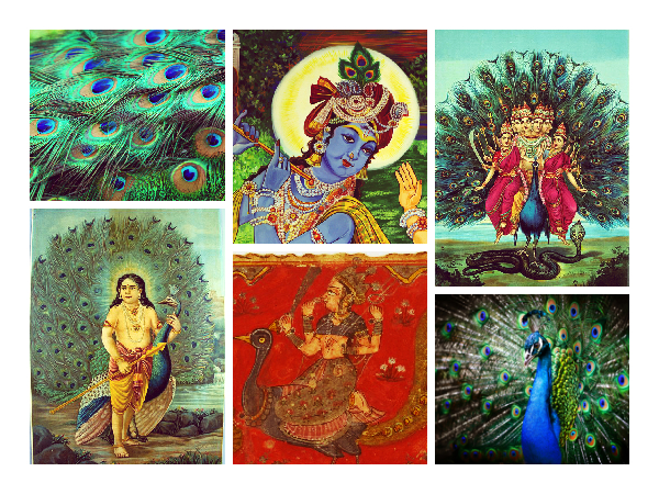 హిందూమతంలో నెమలి ఈక యొక్క సింబాలిజం | Symbolism Of Peacock Feather In ...