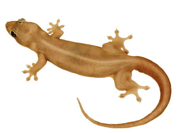 కంచిలోని బంగారు, వెండి బల్లి వెనుకున్న రహస్యం ఏంటి..?! | Significance ...