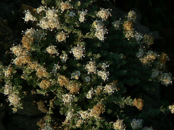 గరుడ సంజీవని మనిషిని తిరిగి బతికిస్తుందా, సంజీవని మొక్క విశిష్టత ...