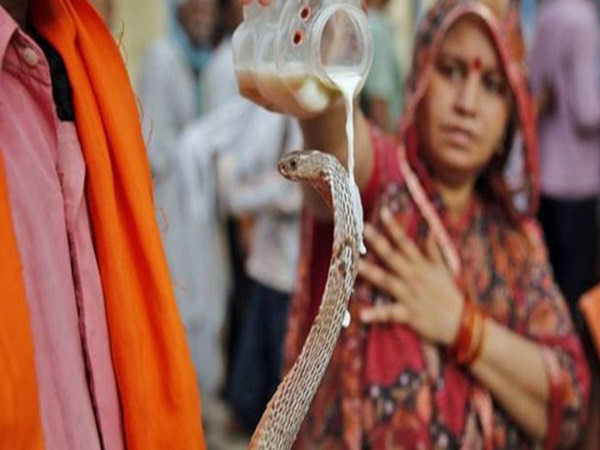 నాగ పంచమి 2021: ఈ రోజున పుట్టలో పాలు ఎందుకు పోస్తారు..!!పుట్టలో పాలు ...